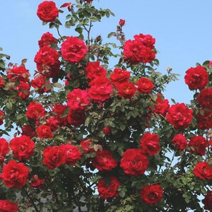 Red Climbing Rose Seeds - Perennial - Authentic Seeds - Flowers - Easy ...