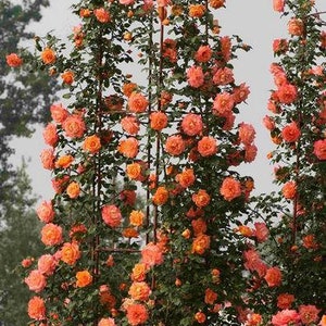 Orange Climbing Rose Seeds Perennial Authentic Seeds Flowers Easy to ...