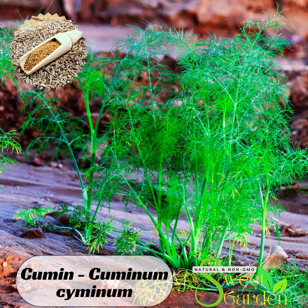 15 Seeds| Cumin - Cuminum Cyminum Seeds-grow Your Own Culinary Spice ...