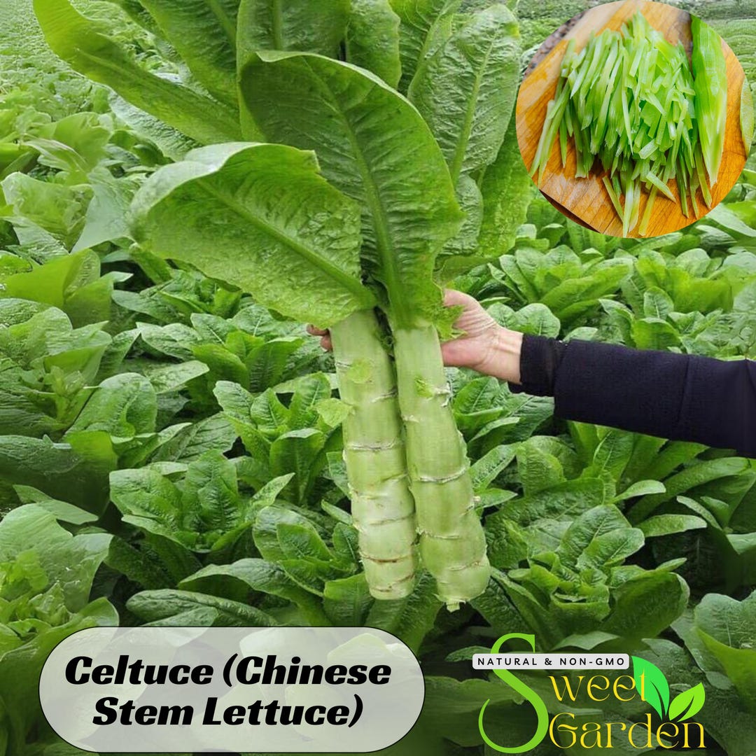 25 Seeds| Celtuce (chinese Stem Lettuce) Seeds -perennial -authentic ...