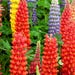 Lupinus ‘beefeater’ (lupine) Seeds- Lupinus - Bluebonnet - Authentic ...