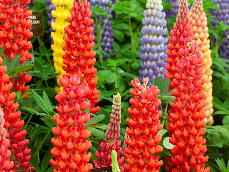 Lupinus ‘beefeater’ (lupine) Seeds- Lupinus - Bluebonnet - Authentic ...