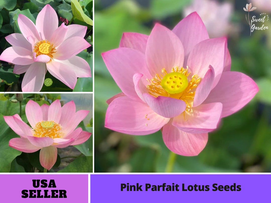5 Rare Seeds Pink Parfait Lotus Seeds Indian Lotus nelumbo Nucifera ...