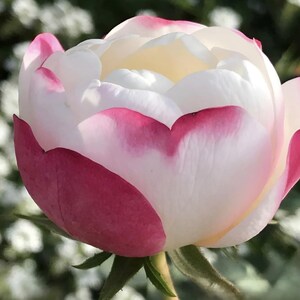 Tatami Room Rose Seeds Perennial Authentic Seeds Flowers Easy to Grow ...