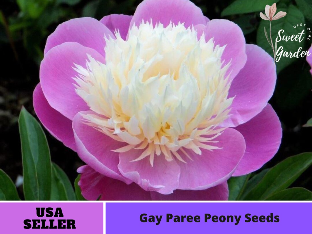 10 Seeds Gay Paree Peony Seeds-perennial authentic Seeds-flowers ...