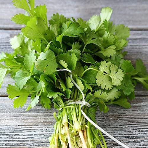 110 Seeds Cilantro Seeds-perennial authentic Seeds-flowers - Etsy