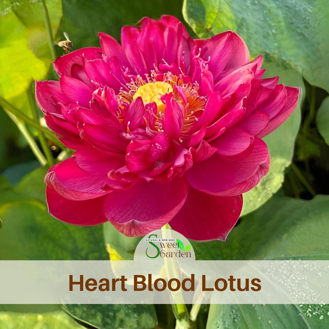 Heart Blood Lotus Seeds | Nelumbo Nucifera, Easy Grow (5 Seeds) - Etsy