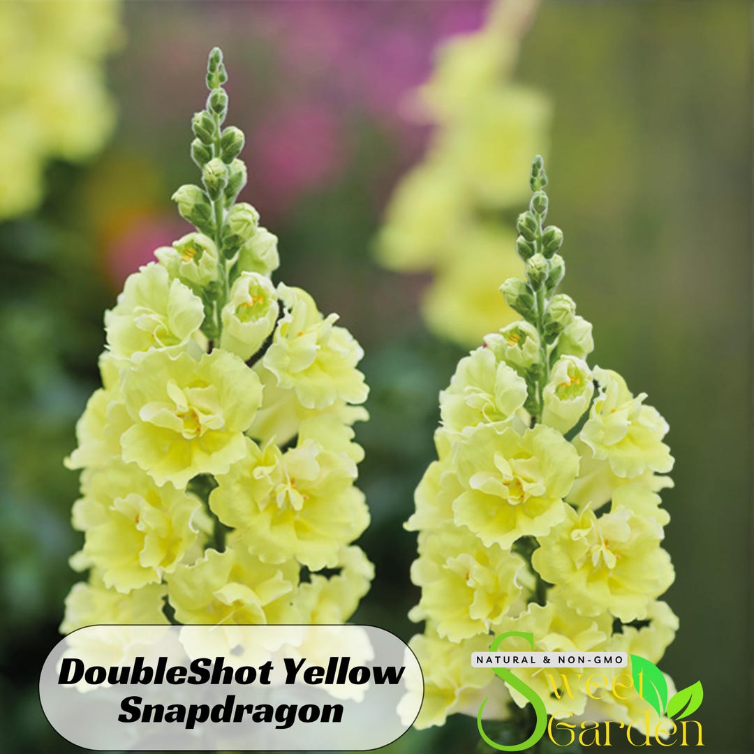 Doubleshot Yellow Snapdragon Seeds - Cold Resistant -attracts ...
