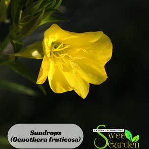 Oenothera Fruticosa (sundrops) Seeds - Suncups - Herb - Heirloom ...