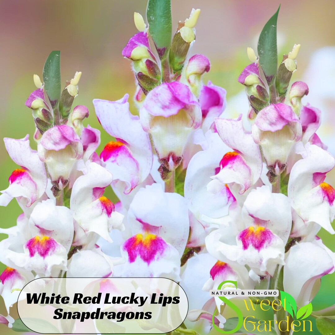 White Red Lucky Lips Snapdragons Seeds - Cold Resistant -attracts ...