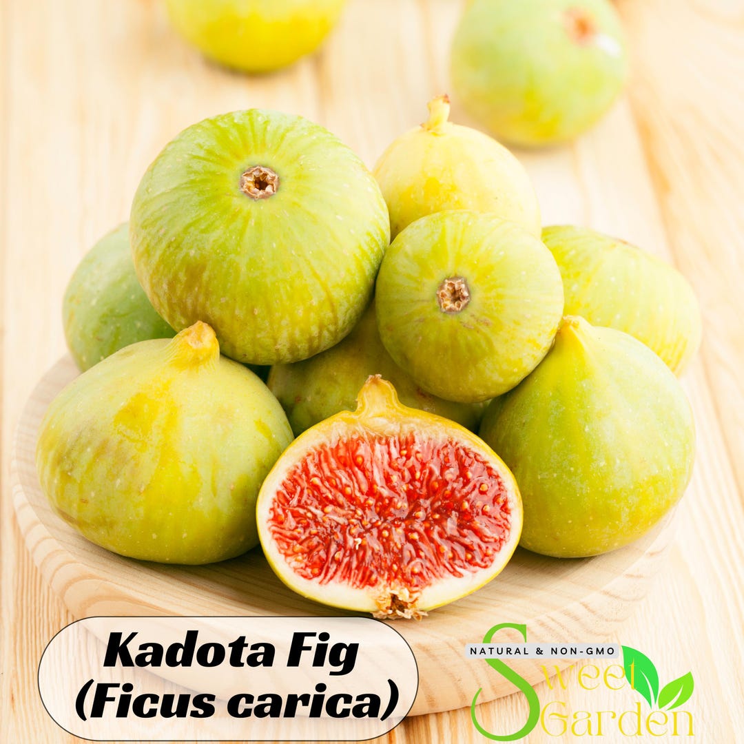 25s| Kadota Fig Seeds – Ficus Carica – Organic Fruit Seeds – Sweet ...