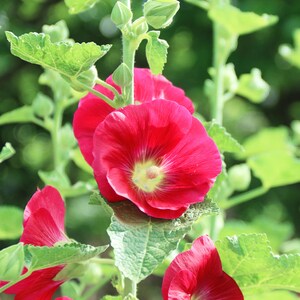 Mars Magic Light Red Hollyhock - Alcea Rosea Seeds - Perennial ...