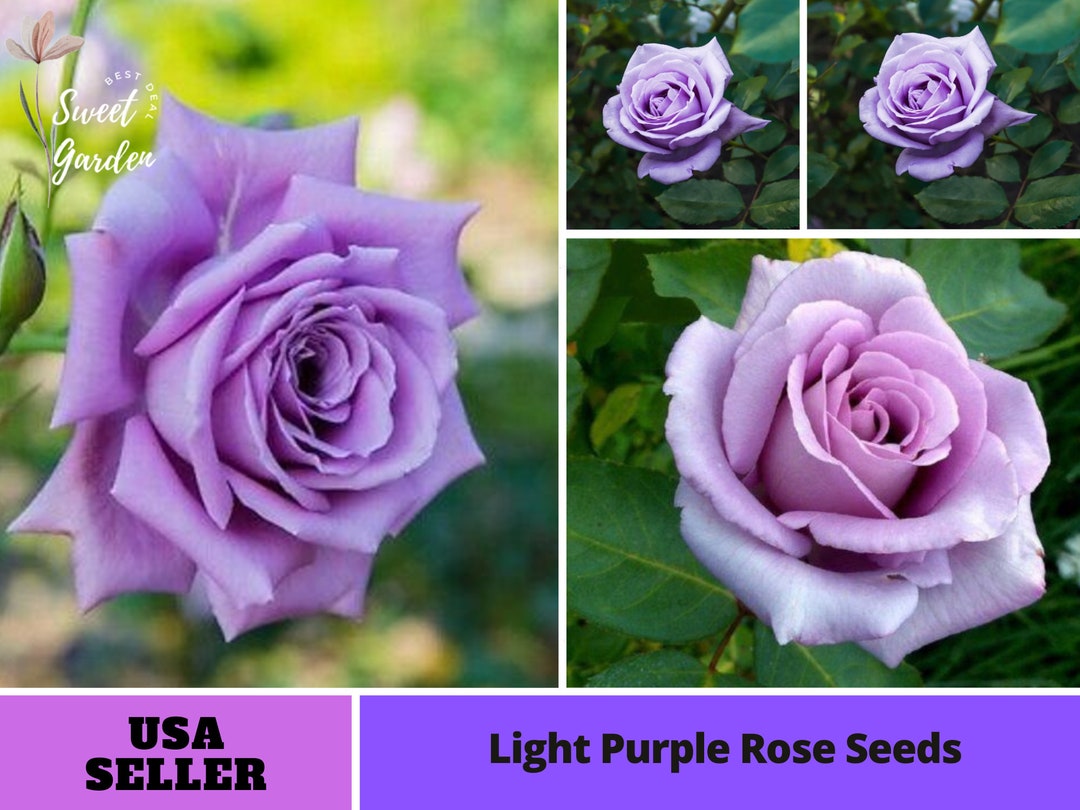 Light Purple Rose Seeds Perennial Authentic Seeds Flowers Easy to Grow ...
