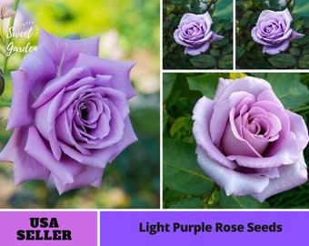 RARE Hampton Blue ROSE Flower Tree Bush 3 10 20 or 30 - Etsy