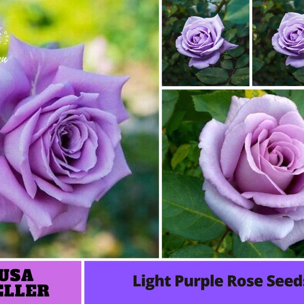Light Purple Rose - Etsy