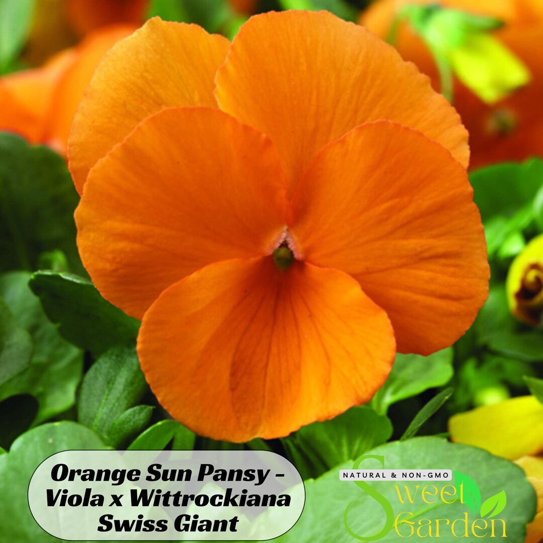 Orange Sun Pansy-viola X Wittrockiana Swiss Giant Seeds -cold Resistant ...