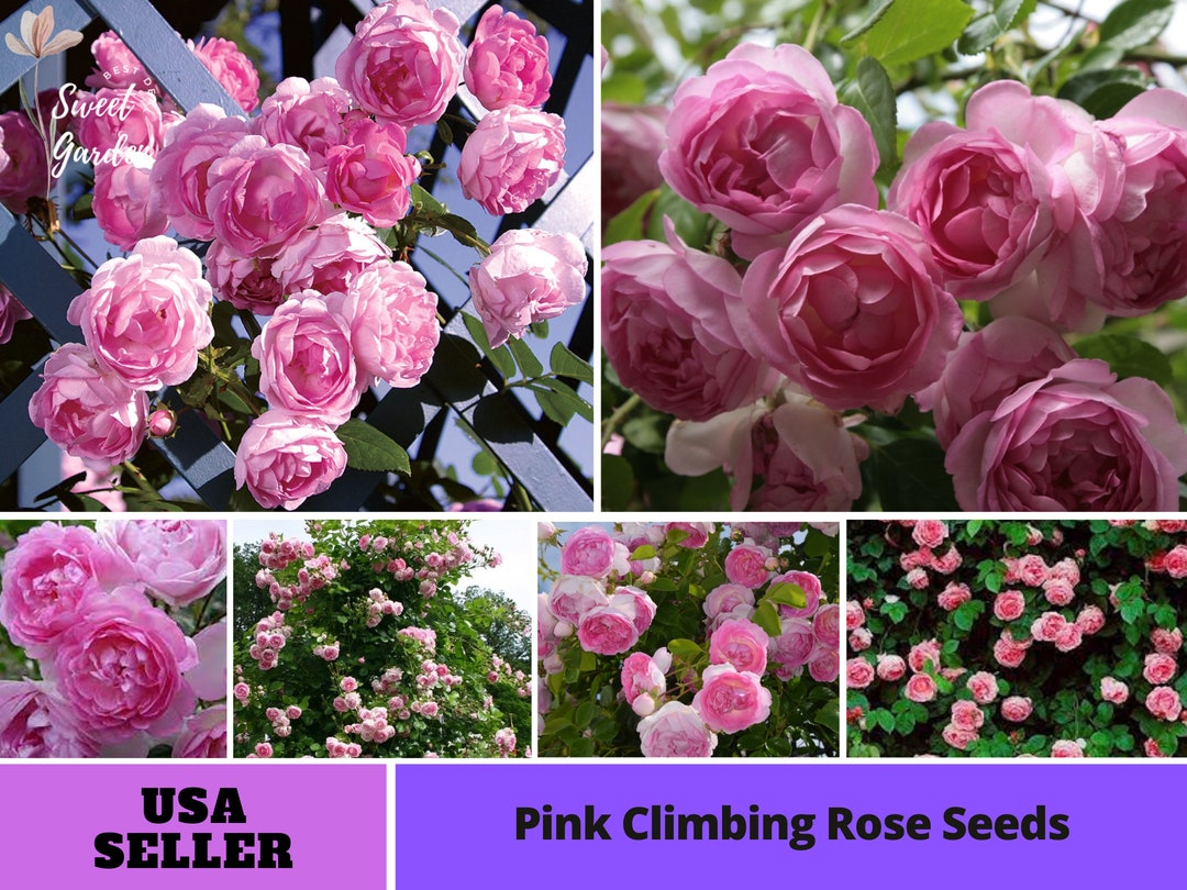 90-60-30-1 Select Option Pink Climbing Rose Seeds Perennial Authentic ...