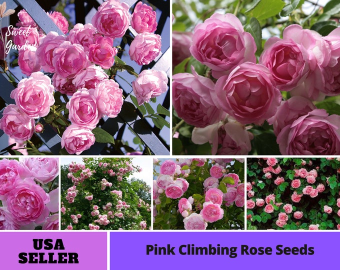 PURPLE CLIMBING ROSE Hardy Zones 3-9 Violet Double Flowers Shrub, 3 ...