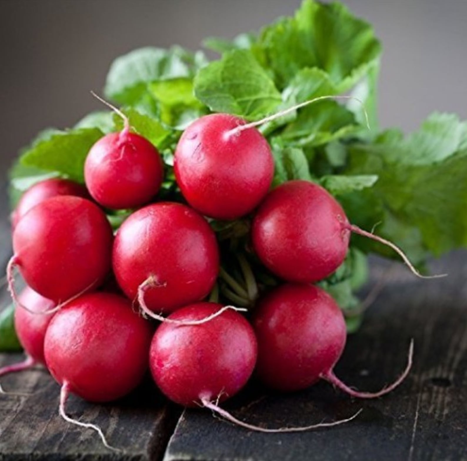 260 Seeds Crimson Giant Radish Seeds Perennial authentic - Etsy