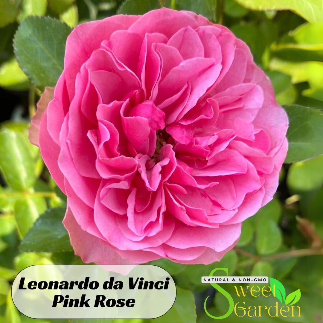 Leonardo Da Vinci Shrub Rose Seeds - Perennial - Authentic Seeds ...