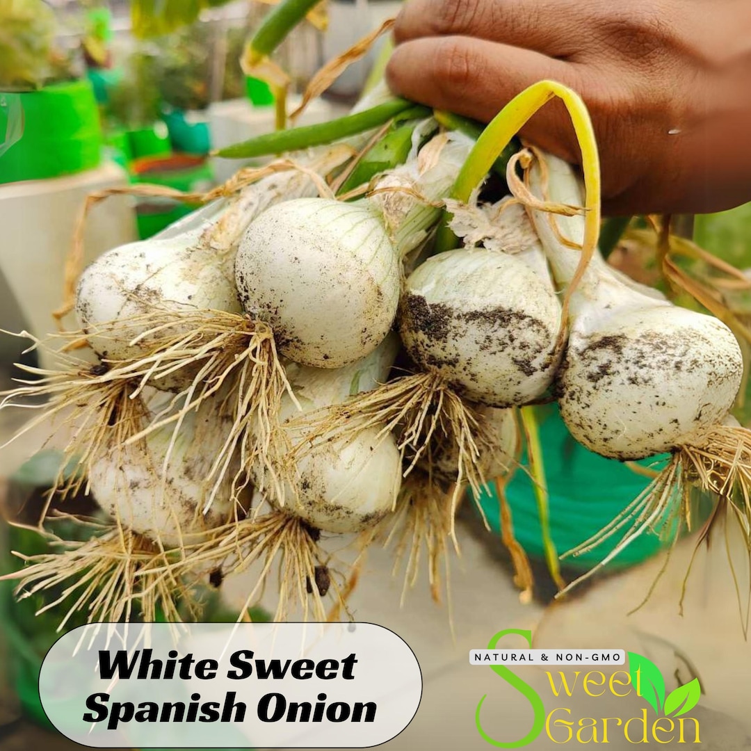 25 Seeds| White Sweet Spanish Onion Seeds- - Authentic Seeds ...