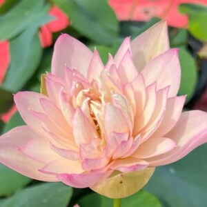 5+ Rare Seeds| Grand Master Lotus Seeds - Indian Lotus (nelumbo ...