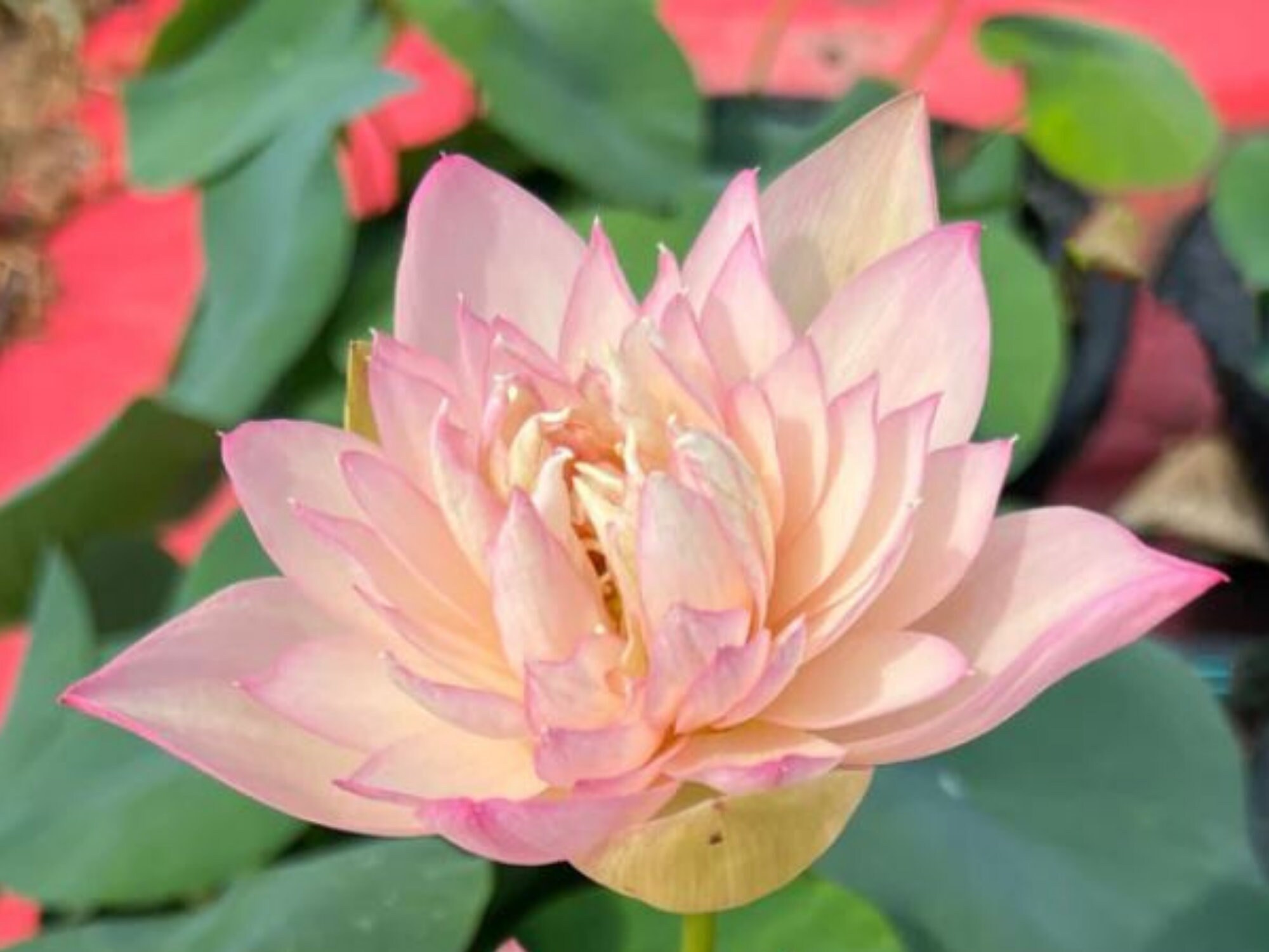 5+ Rare Seeds| Grand Master Lotus Seeds - Indian Lotus (nelumbo ...