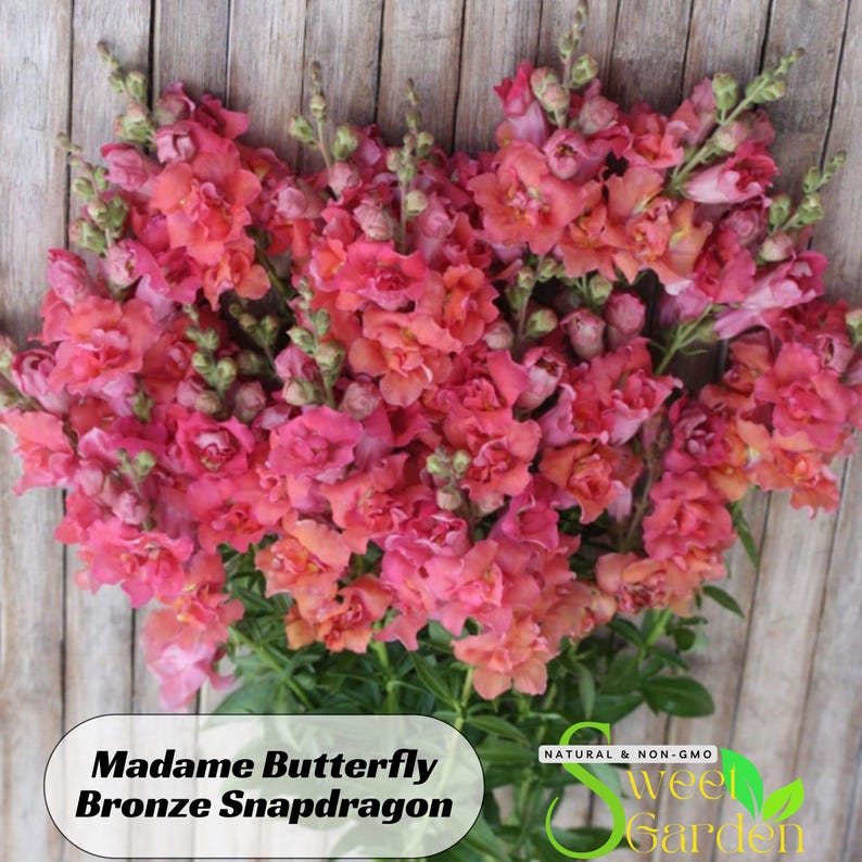 Madame Butterfly Bronze Snapdragon Seeds-cold Resistant -attracts ...