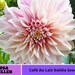 Twilight Rose Seed Flower Dark Red Flower 1087 flower Seeds, Herb Seeds ...