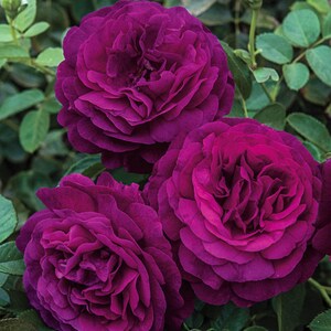 Twilight Rose Seeds - Dark Red Grandiflora, Perennial Climbing Flowers ...