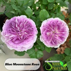 Blue Moonstone Rose Seeds - Perennial - Authentic Seeds - Flowers ...