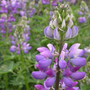 Lupinus Rivularis (riverbank Lupine) Seeds- Lupinus - Bluebonnet ...