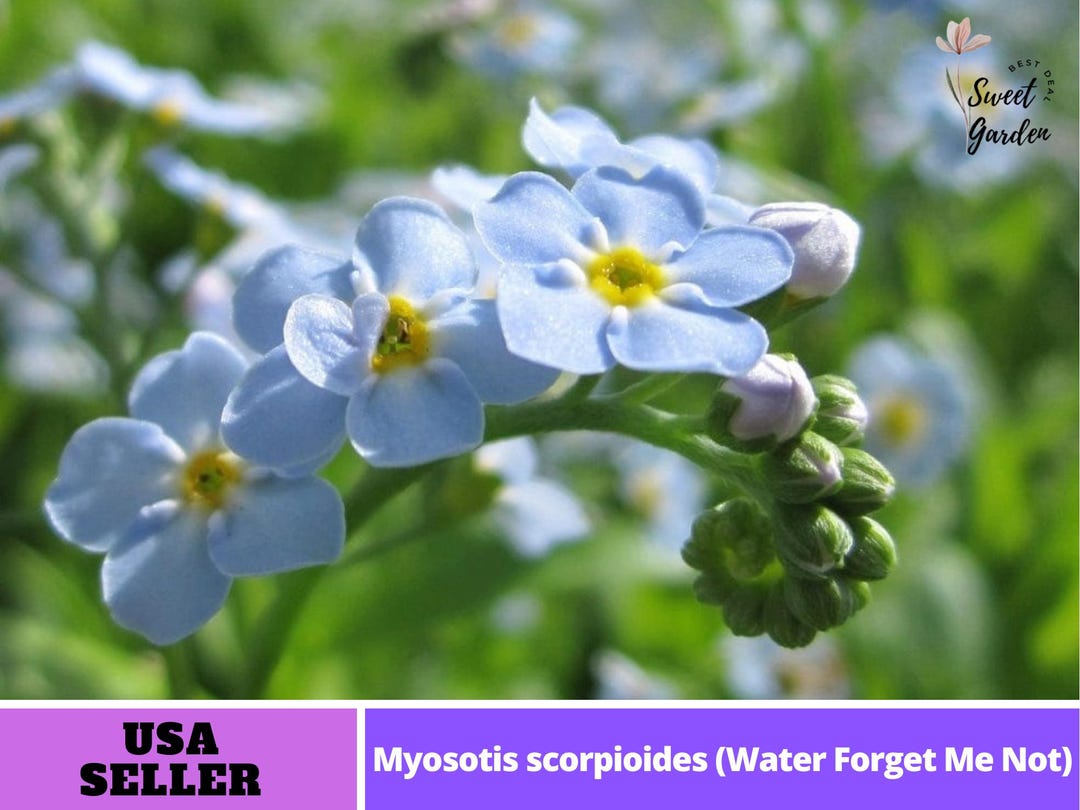 Myosotis Scorpioides water Forget-me-not Seeds Lupinus Bluebonnet ...