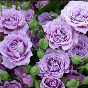 Light Purple Rose Seeds - Perennial - Authentic Seeds - Flowers - Easy ...