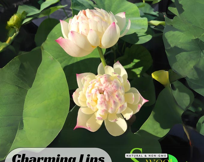 5+ Rare Seeds| Jade in Jingling Lotus Seeds - Indian Lotus (nelumbo ...