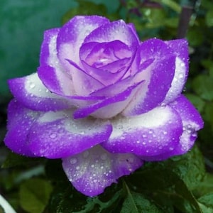 Purple Haze Rose Seeds - Perennial - Authentic Seeds - Flowers - Easy ...
