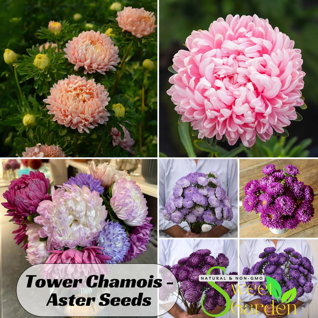 Tower Chamois - Aster Seeds - Perennial -authentic Seeds -vegetable ...