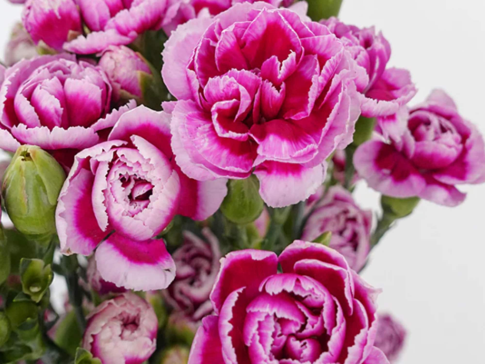 30s|violet White Purple Mini Carnation - Authentic Seeds - Dianthus ...