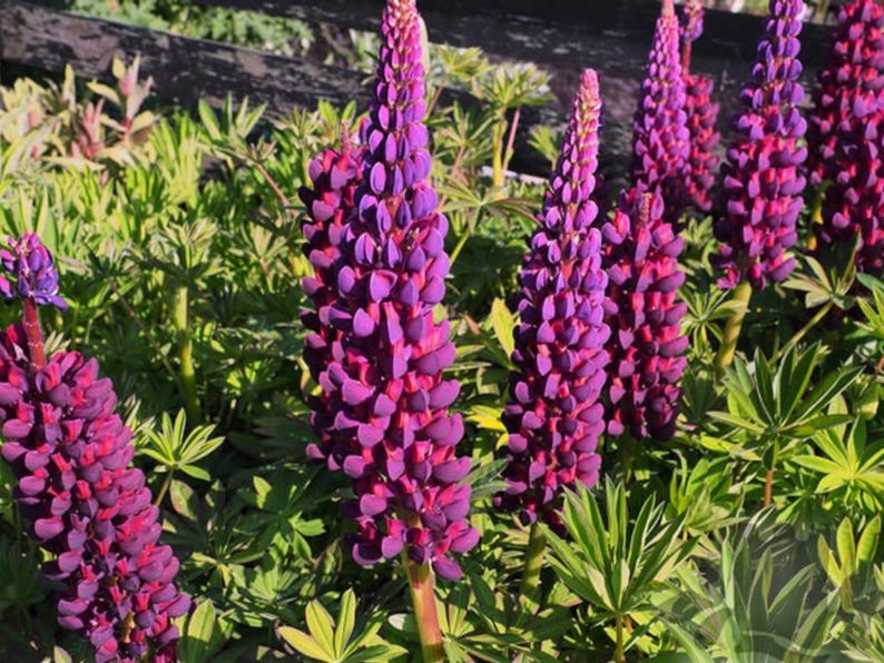 Masterpiece Lupine Seeds – Heirloom Bluebonnet Flower - Etsy