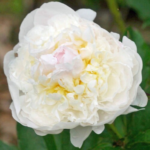 10 Seeds Blush Queen Peony Seeds perennial authentic - Etsy