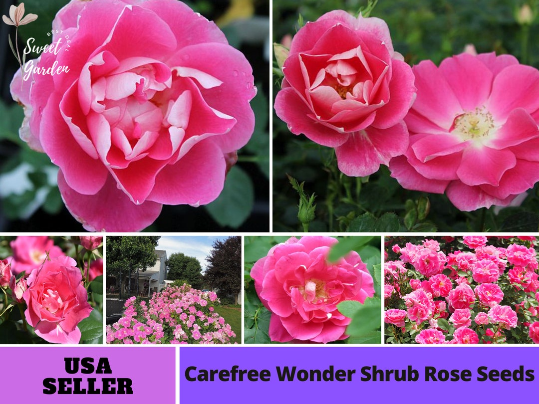 Award Winning Carefree Wonder Rose Seed Perennial Authentic Seeds ...