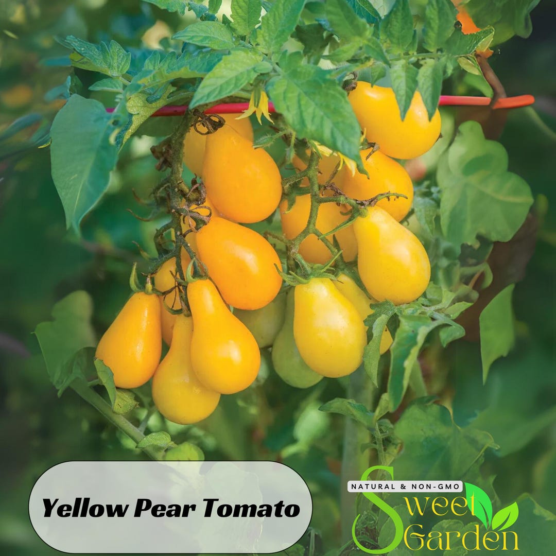 Yellow Pear Tomato Seeds -perennial -authentic Seeds-flowers -. Non GMO ...