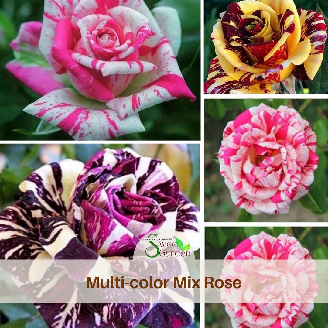 Multi Color Mix Rose Seeds- Perennial - Authentic Seeds - Flowers ...