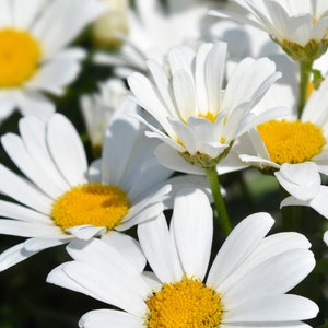 Shasta Daisy Seeds - Perennial - Authentic Seeds - Daisy Flowers ...