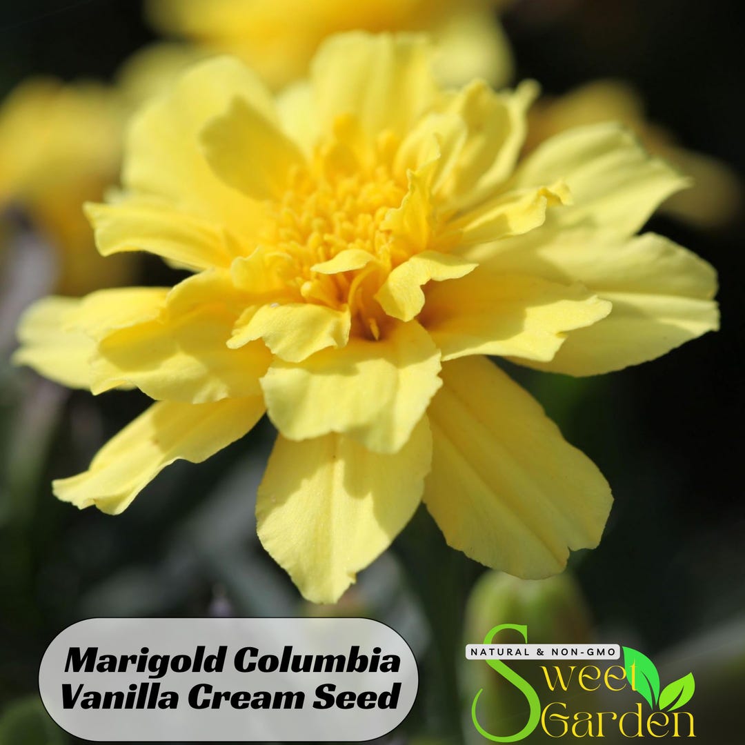 Marigold Columbia Vanilla Cream Seeds - Edible -open-pollinating ...