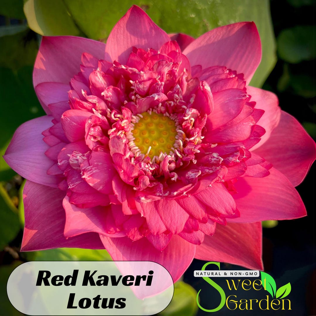 5+ Rare Seeds| Red Kaveri Lotus Seeds - Indian Lotus (nelumbo Nucifera ...