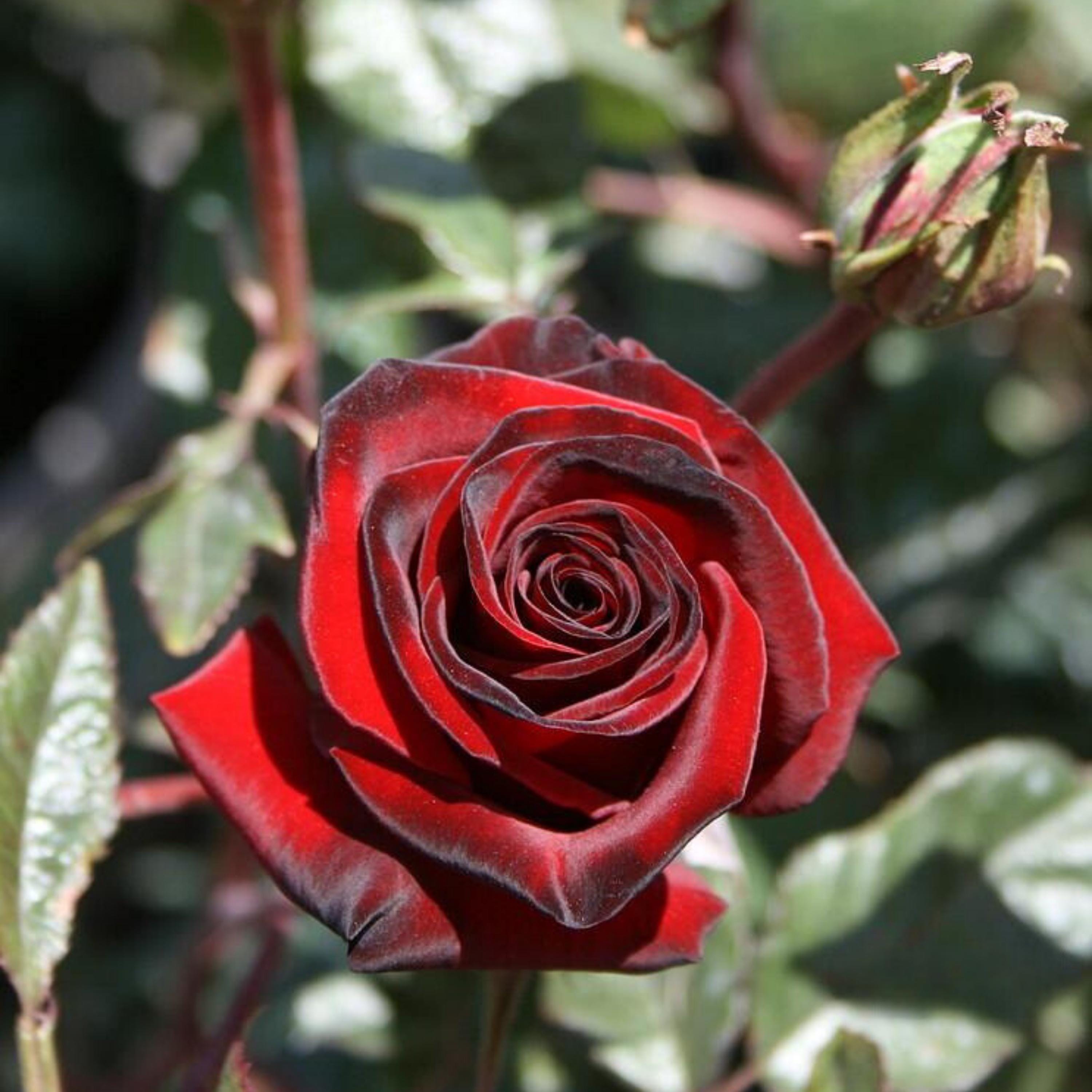 Black Magic Rose Seeds - Perennial - Authentic Seeds - Flowers - Easy ...