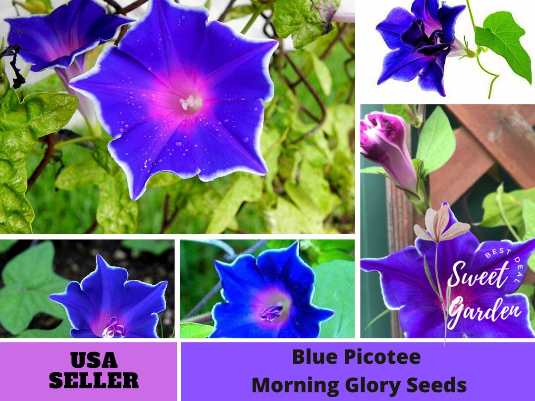 Blue Picotee Morning Glory Seeds-perennial authentic - Etsy