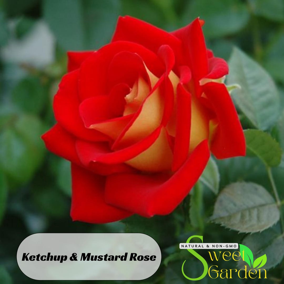 Ketchup & Mustard Rose Seeds- Perennial - Authentic Seeds - Flowers ...
