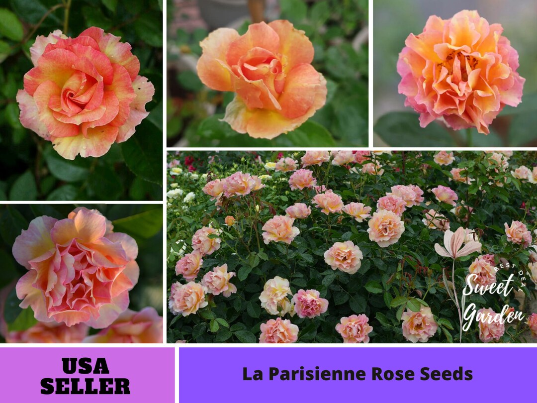 La Parisienne Rose Seeds-perennial authentic Seeds-flowers organic. Non ...